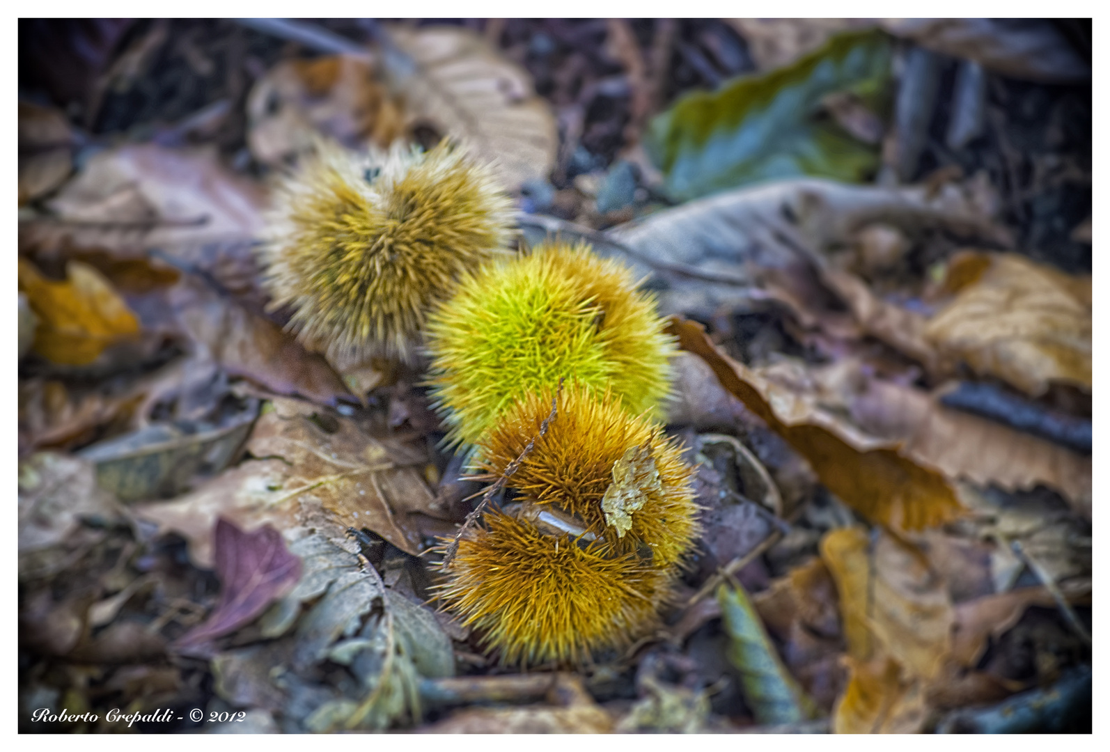Ricci di castagne nel bosco Foto % Immagini| macro e close up, altre ...