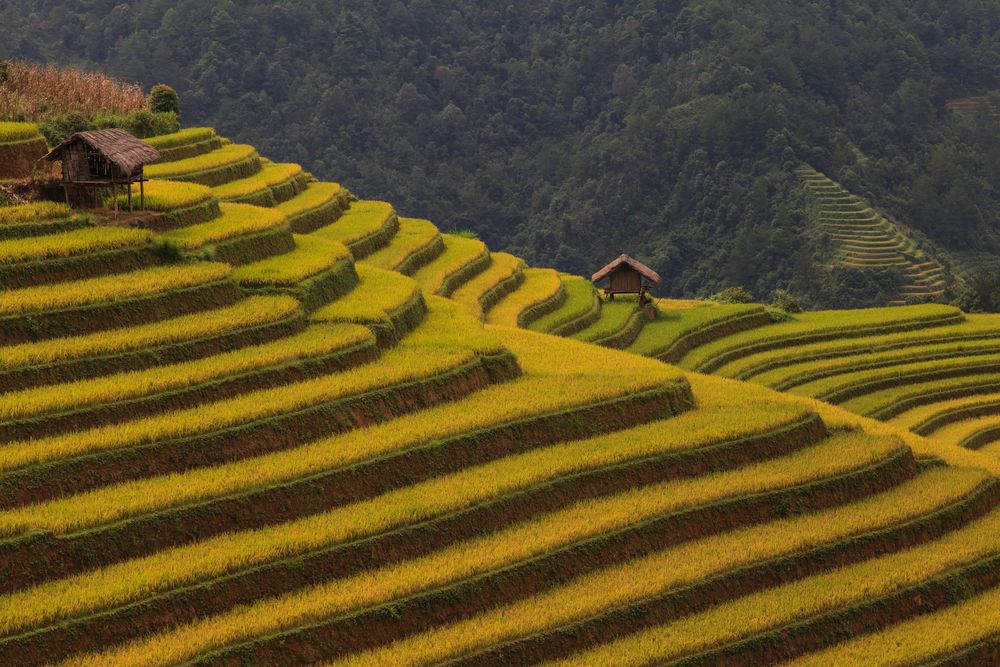 Rice fields Foto & Bild | asia, vietnam, southeast asia Bilder auf ...