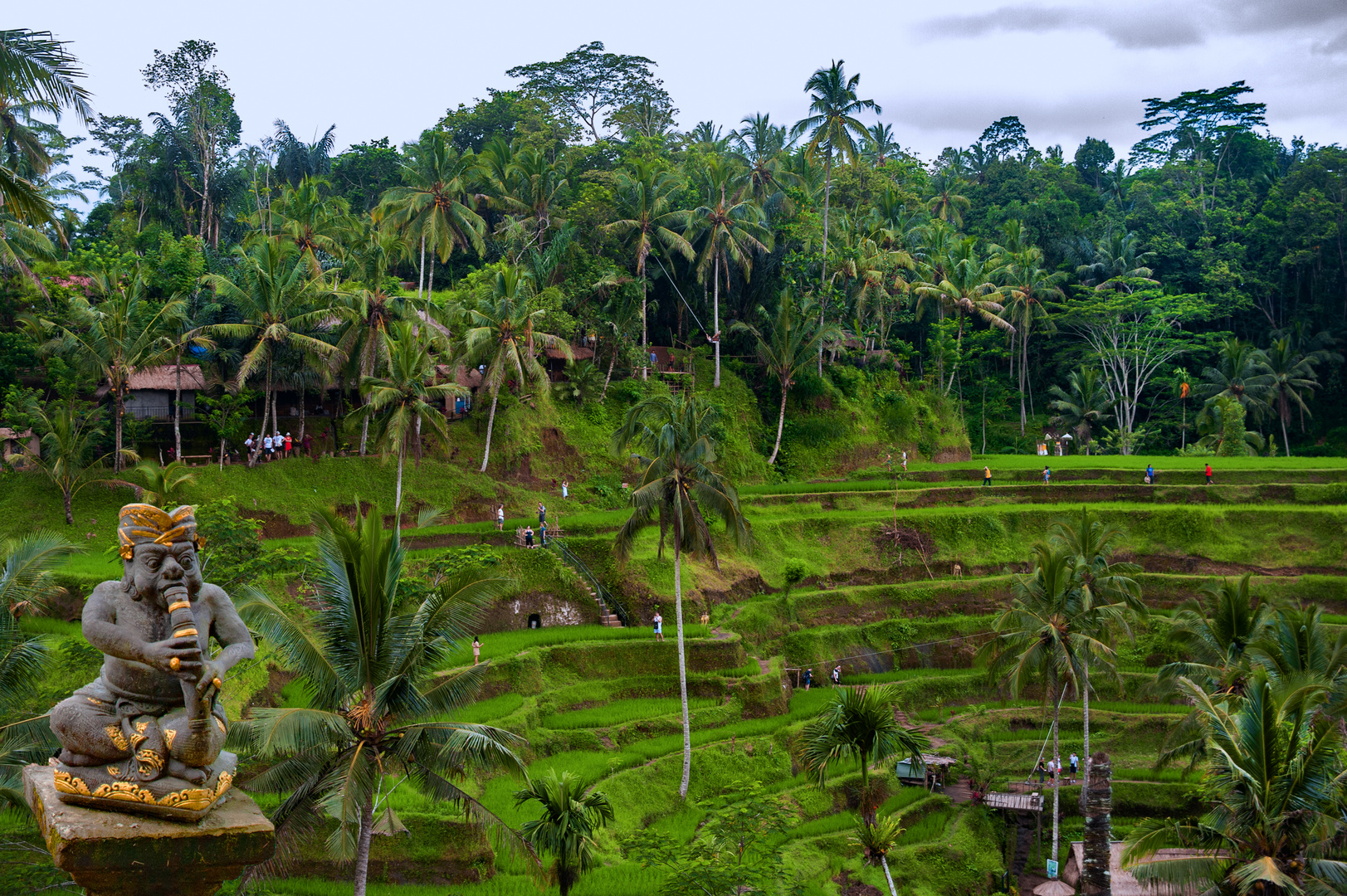 Rice terrace of Ceking photo & image | asia, indonesia, southeast asia ...