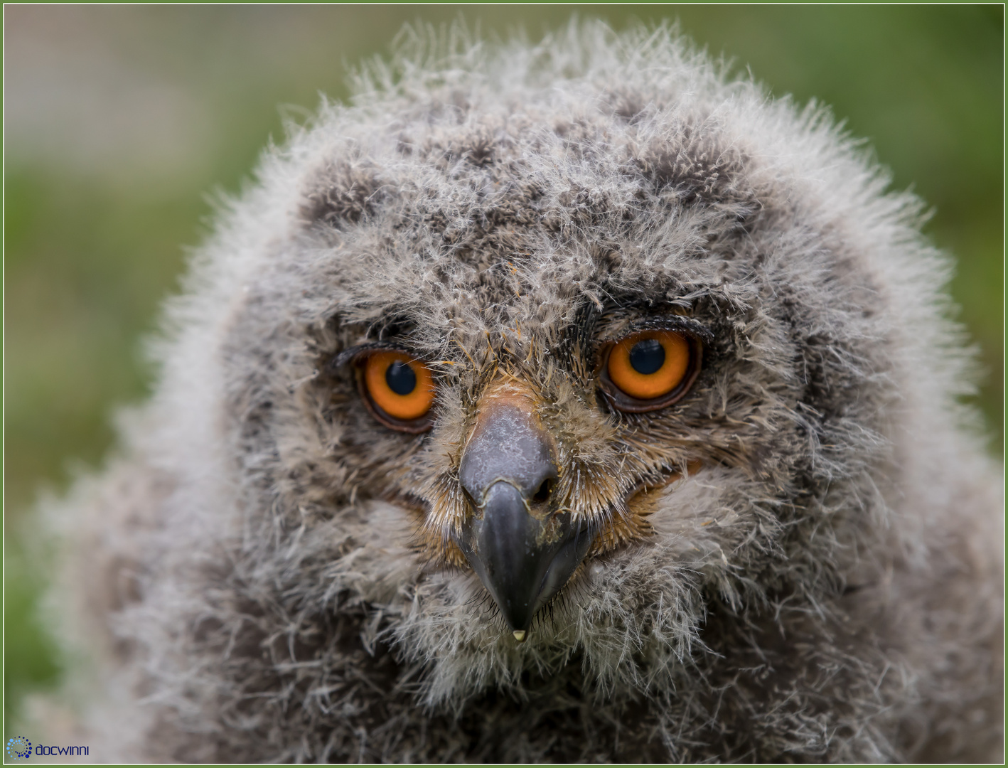 Richtig flauschig ! Foto & Bild | natur, nahaufnahme, tiere Bilder auf ...