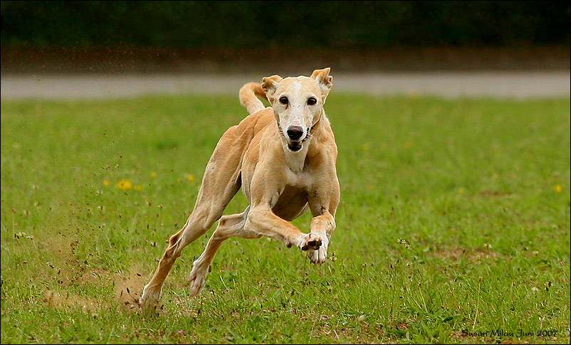 Richtige Windhunde ... Foto & Bild | tiere, haustiere, hunde Bilder auf ...