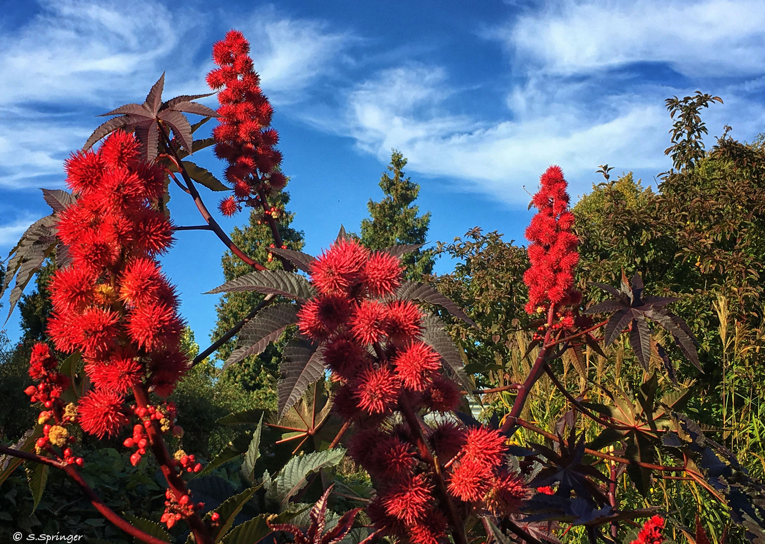 Ricinus communis.... Foto & Bild | natur, pflanzen, blüten Bilder auf ...