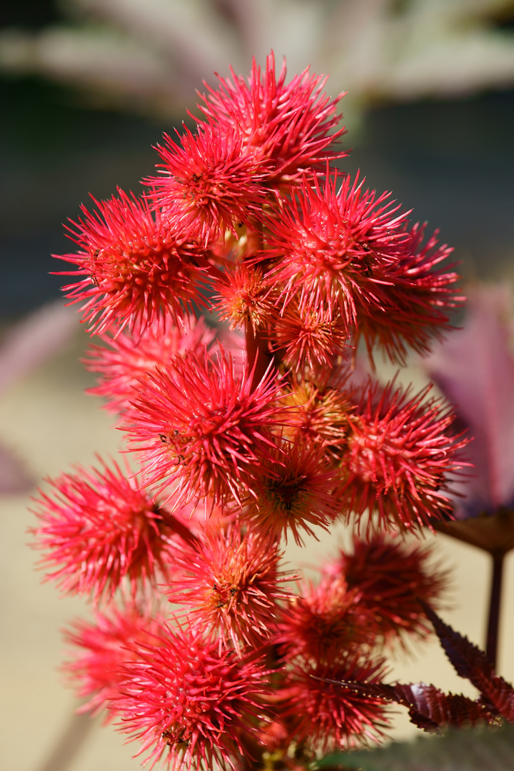 Ricinus communis - Wunderbaum, Rizinus Foto & Bild | natur, pflanzen ...
