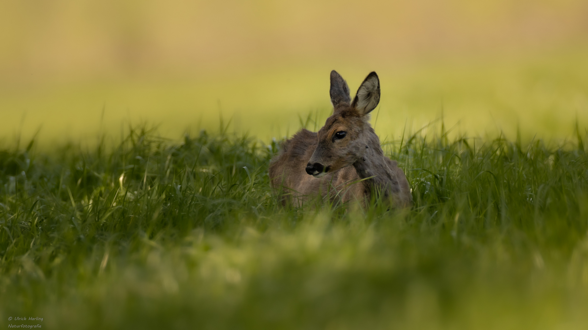 Ricke-1 Foto & Bild | natur, tiere, wildlife Bilder auf fotocommunity