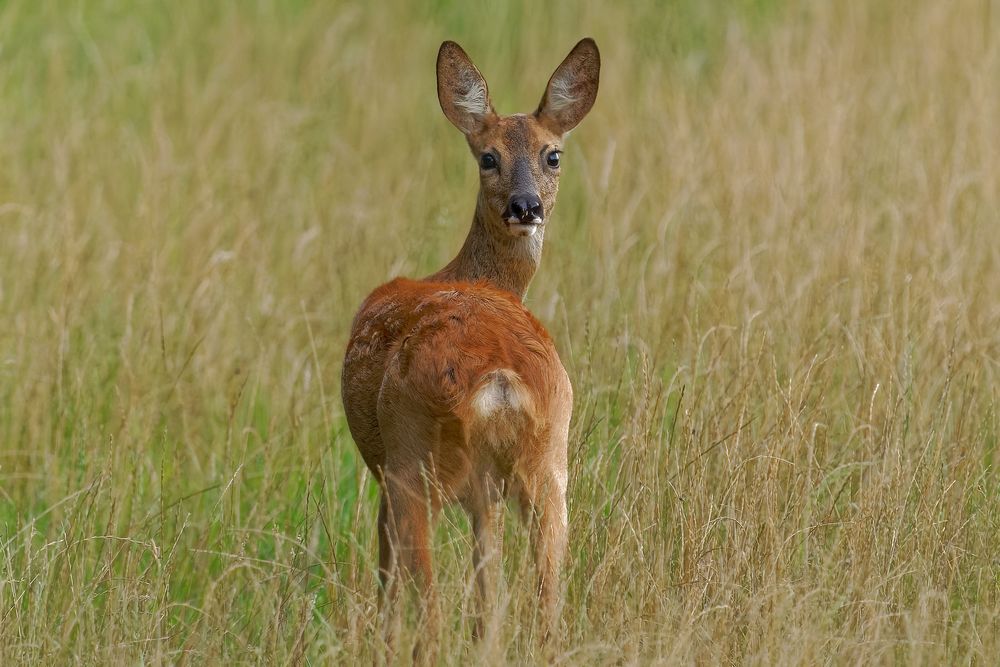 Ricke Foto & Bild | nature, natur, fotografie Bilder auf fotocommunity