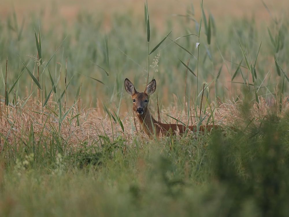 Ricke 2 Foto & Bild | tiere, wildlife, säugetiere Bilder auf fotocommunity