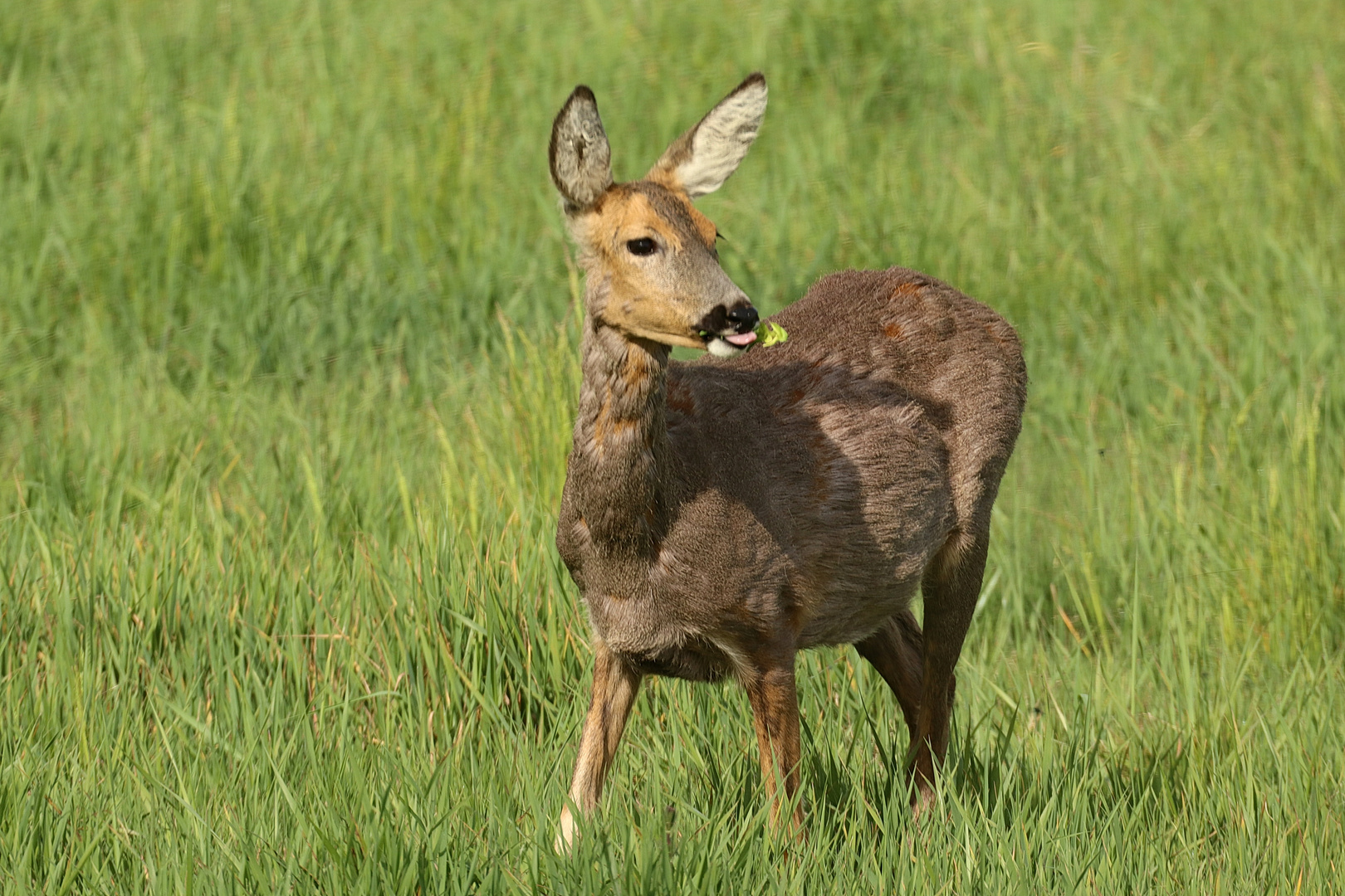 Ricke Foto & Bild | tiere, wildlife, säugetiere Bilder auf fotocommunity