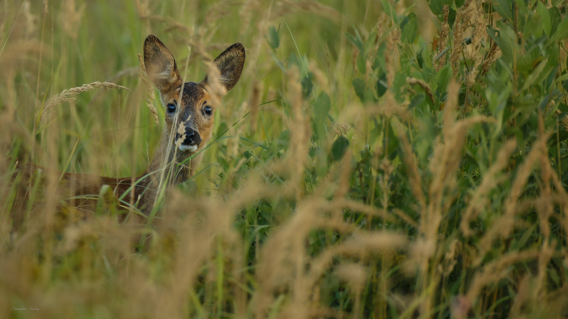 Ricke Foto & Bild | tiere, wildlife, natur Bilder auf fotocommunity