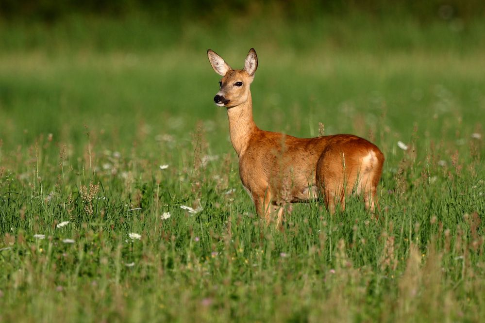 Ricke Foto & Bild | tiere, wildlife, säugetiere Bilder auf fotocommunity