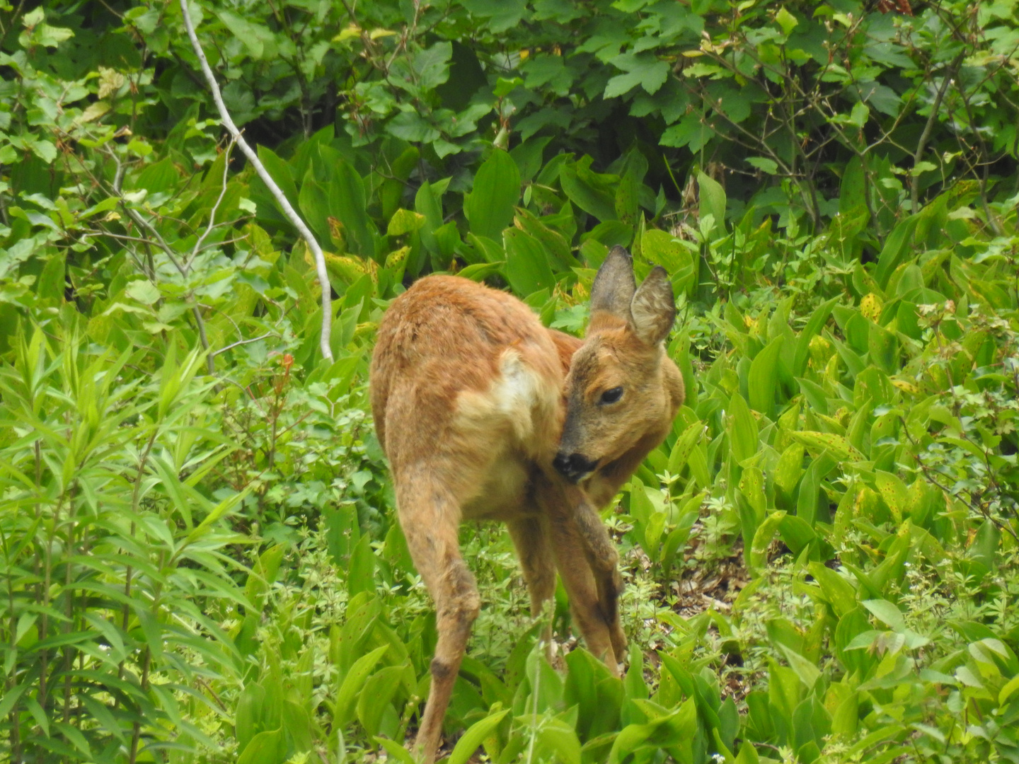 Ricke Foto & Bild | Bilder auf fotocommunity