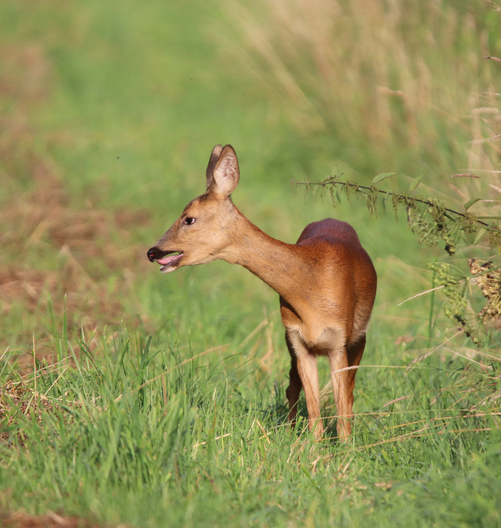 Ricke Foto & Bild | tiere, wildlife, säugetiere Bilder auf fotocommunity