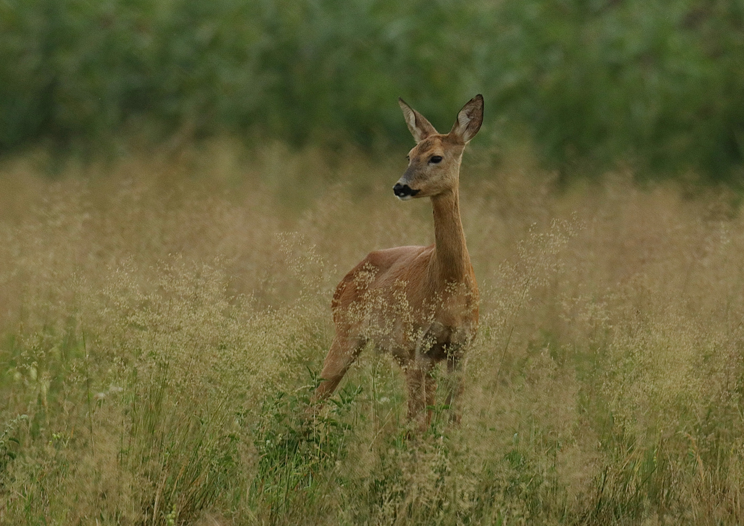 Ricke Foto & Bild | tiere, wildlife, säugetiere Bilder auf fotocommunity