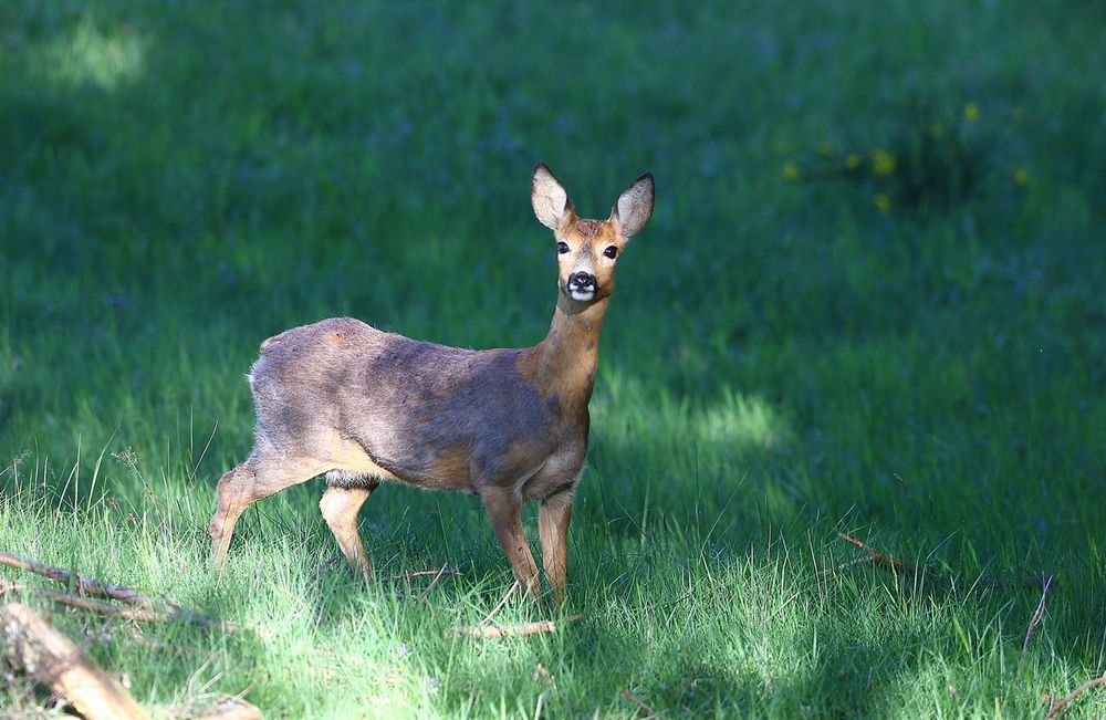 Ricke Foto & Bild | natur, tiere, wildlife Bilder auf fotocommunity