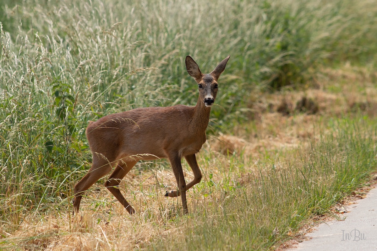Ricke Foto & Bild | tiere, wildlife, säugetiere Bilder auf fotocommunity