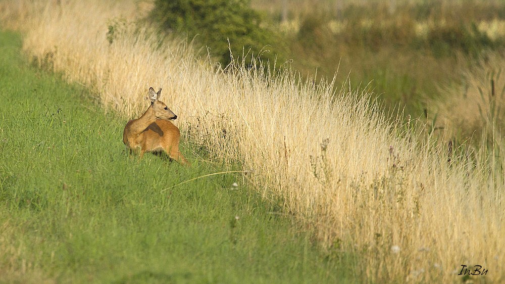 Ricke Foto & Bild | natur, tiere, wildlife Bilder auf fotocommunity