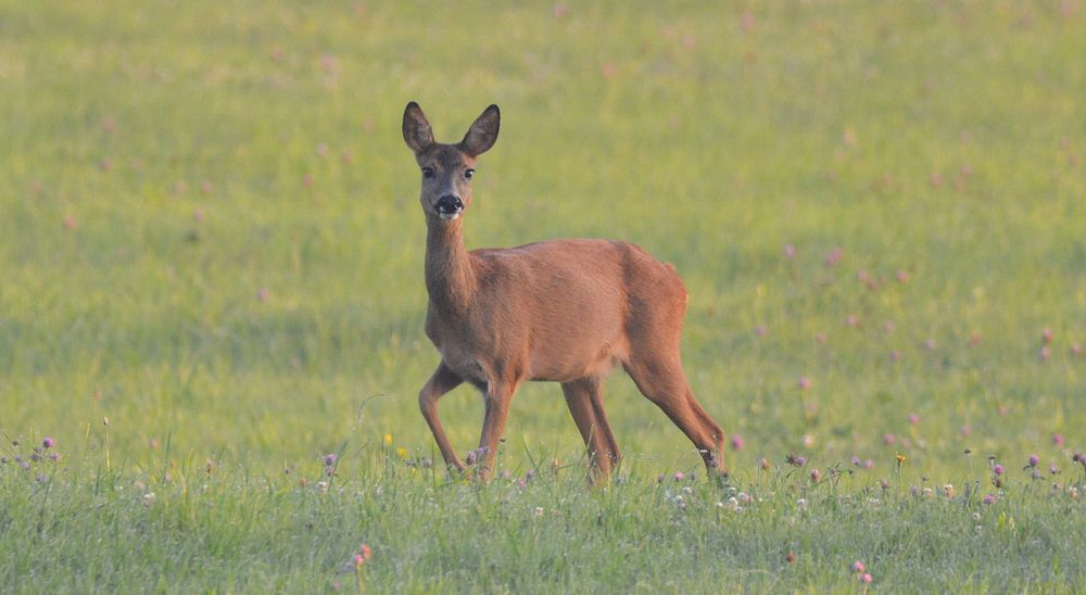 Ricke Foto & Bild | tiere, wildlife, säugetiere Bilder auf fotocommunity