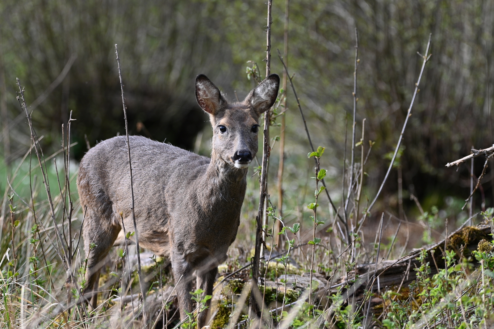 Ricke.... Foto & Bild | tiere, wildlife, säugetiere Bilder auf ...