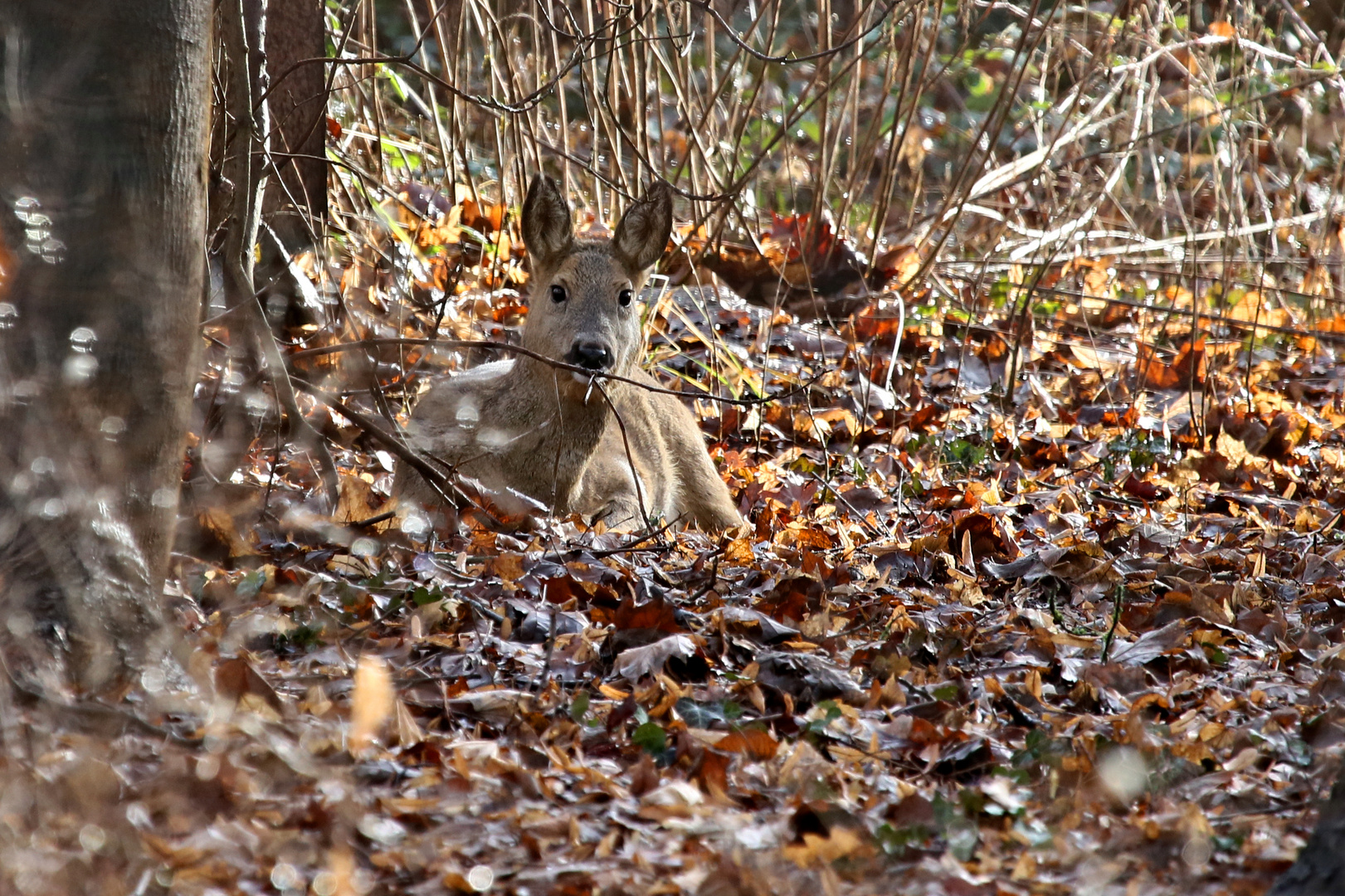 Ricke Foto & Bild | natur, tiere, wildlife Bilder auf fotocommunity