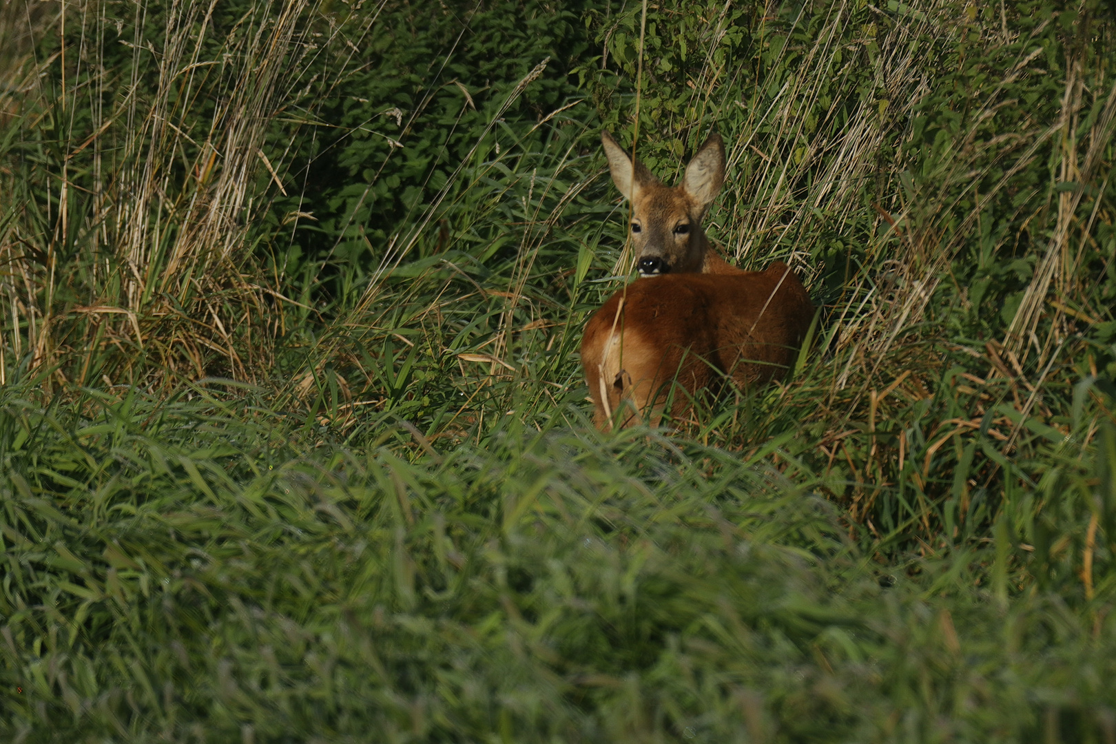 Ricke Foto & Bild | tiere, wildlife, säugetiere Bilder auf fotocommunity