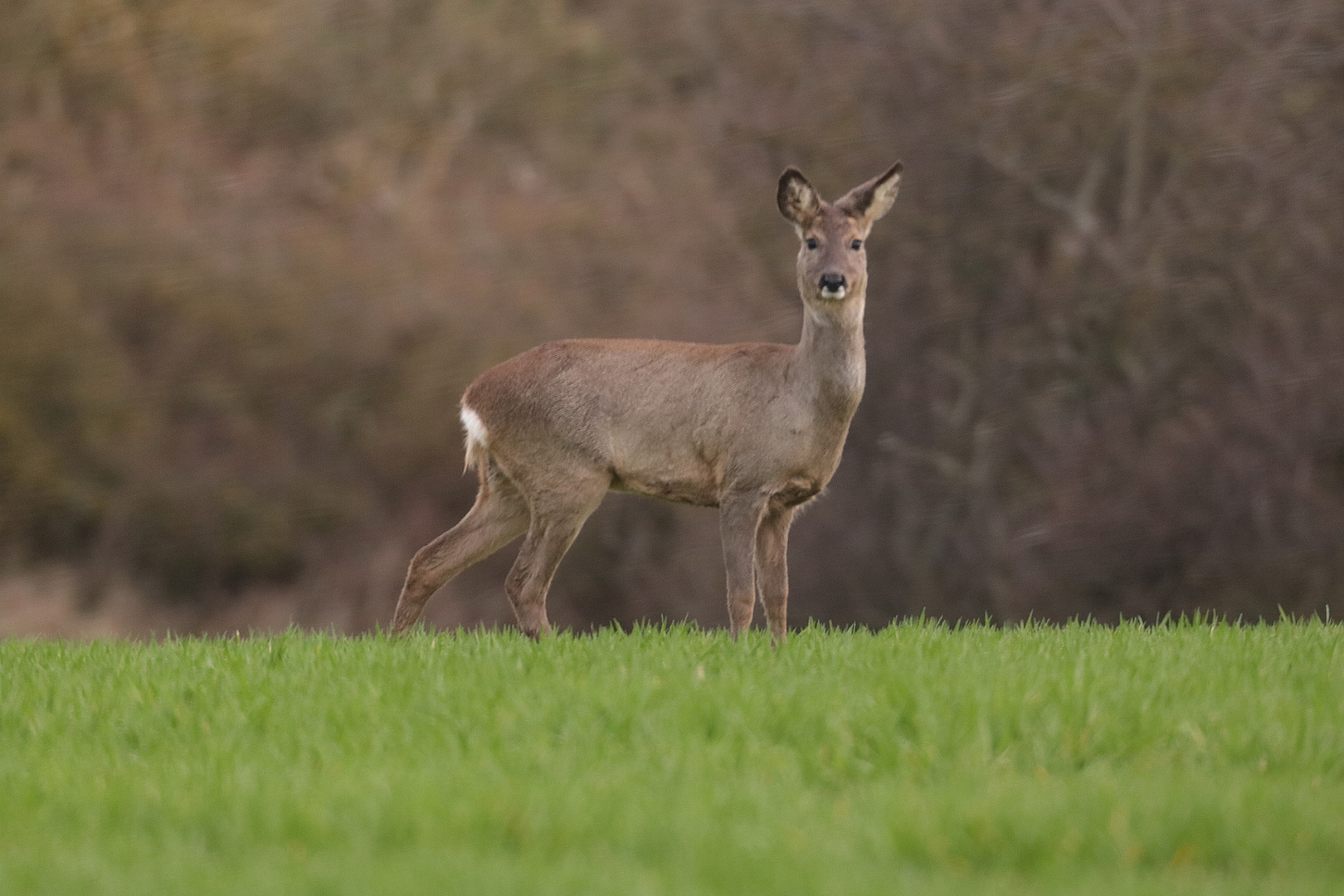 Ricke Foto & Bild | tiere, wildlife, säugetiere Bilder auf fotocommunity