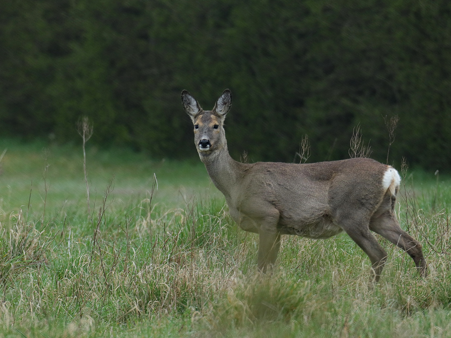 Ricke Foto & Bild | tiere, wildlife, säugetiere Bilder auf fotocommunity