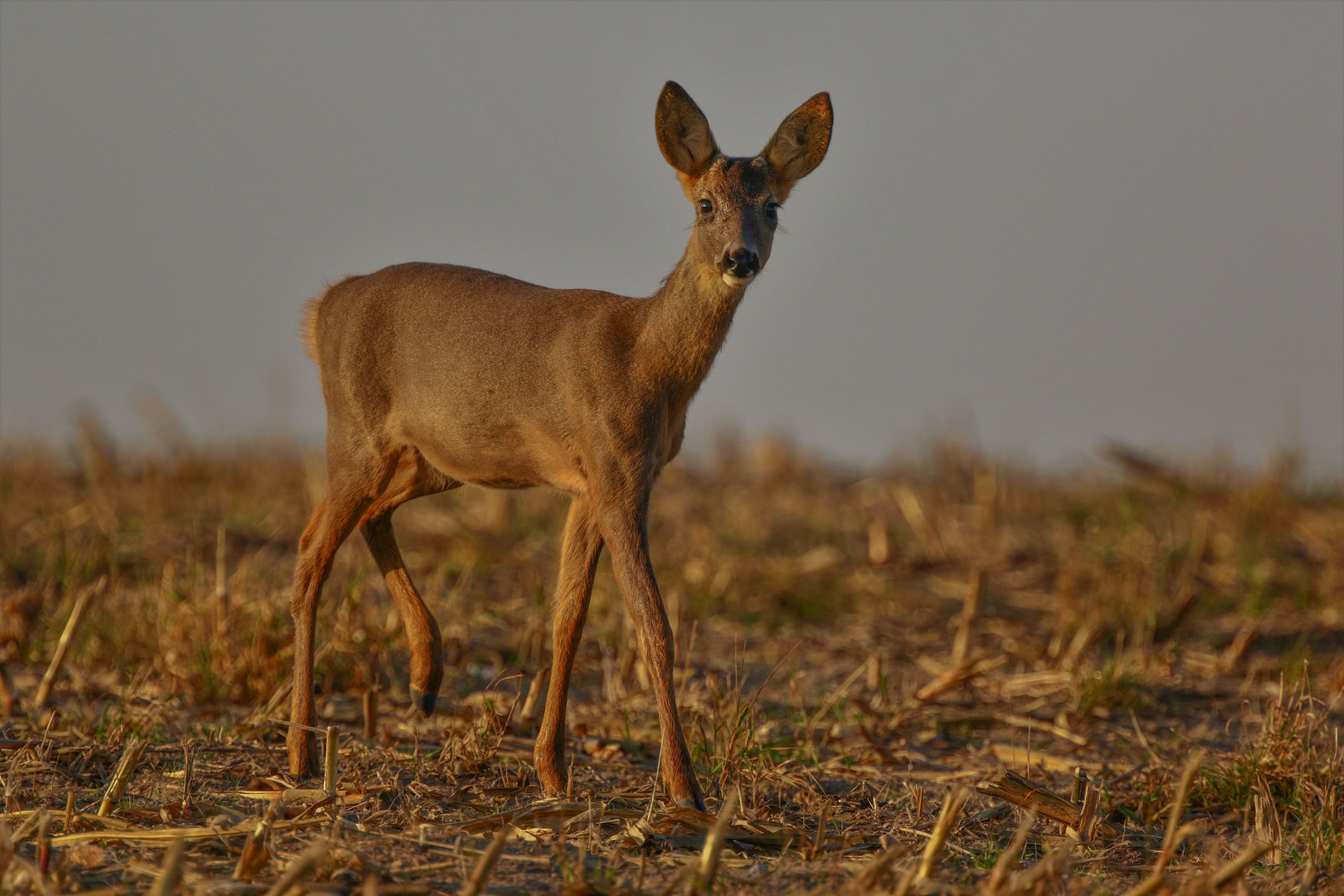 Ricke Foto & Bild | tiere, wildlife, säugetiere Bilder auf fotocommunity