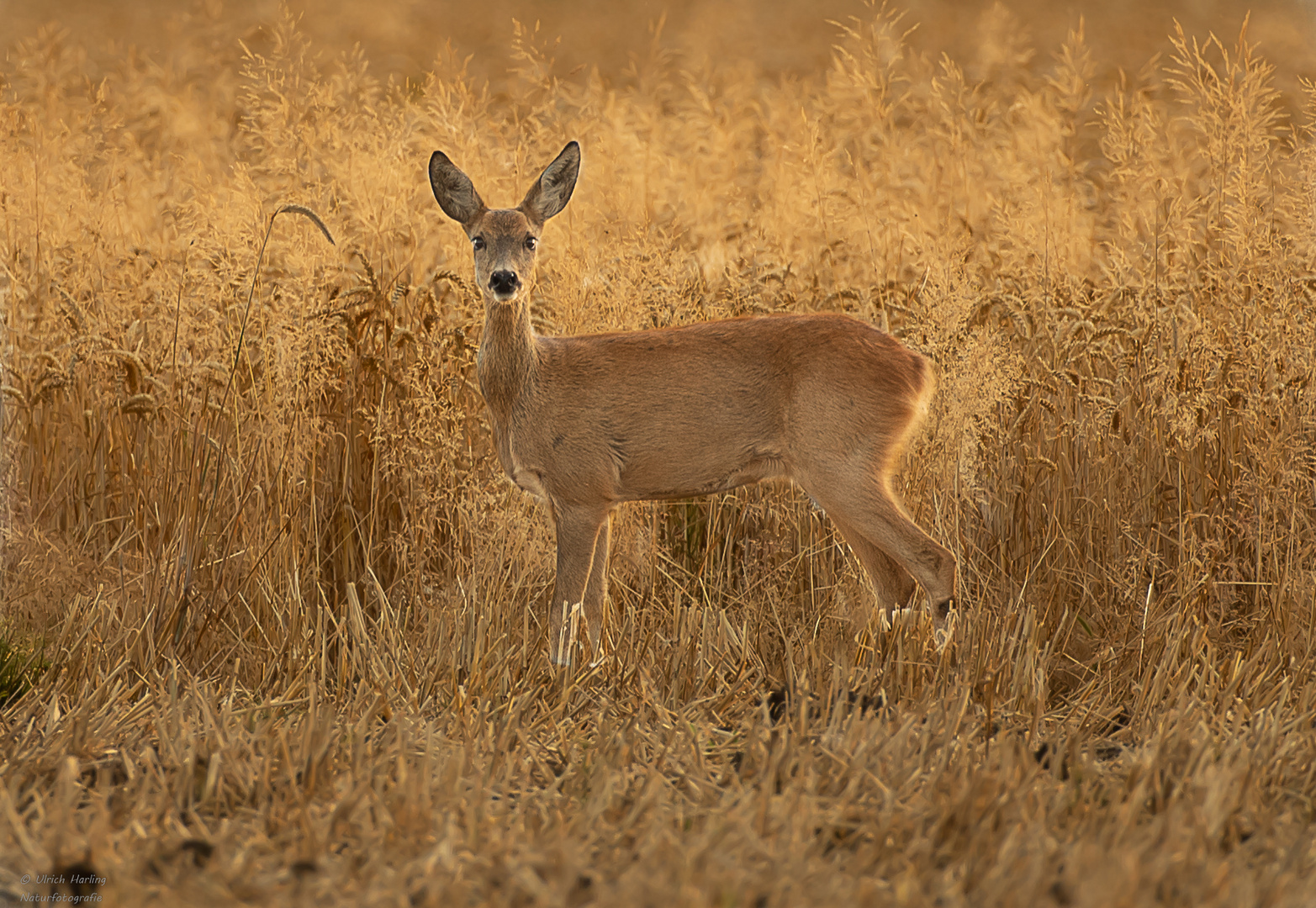 Ricke im Abendlicht-1 Foto & Bild | natur, wildlife Bilder auf ...