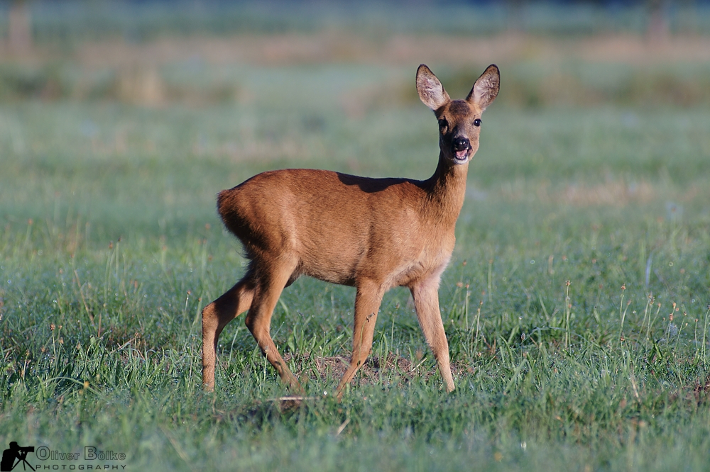 Ricke im Morgentau Foto & Bild | tiere, wildlife, säugetiere Bilder auf ...