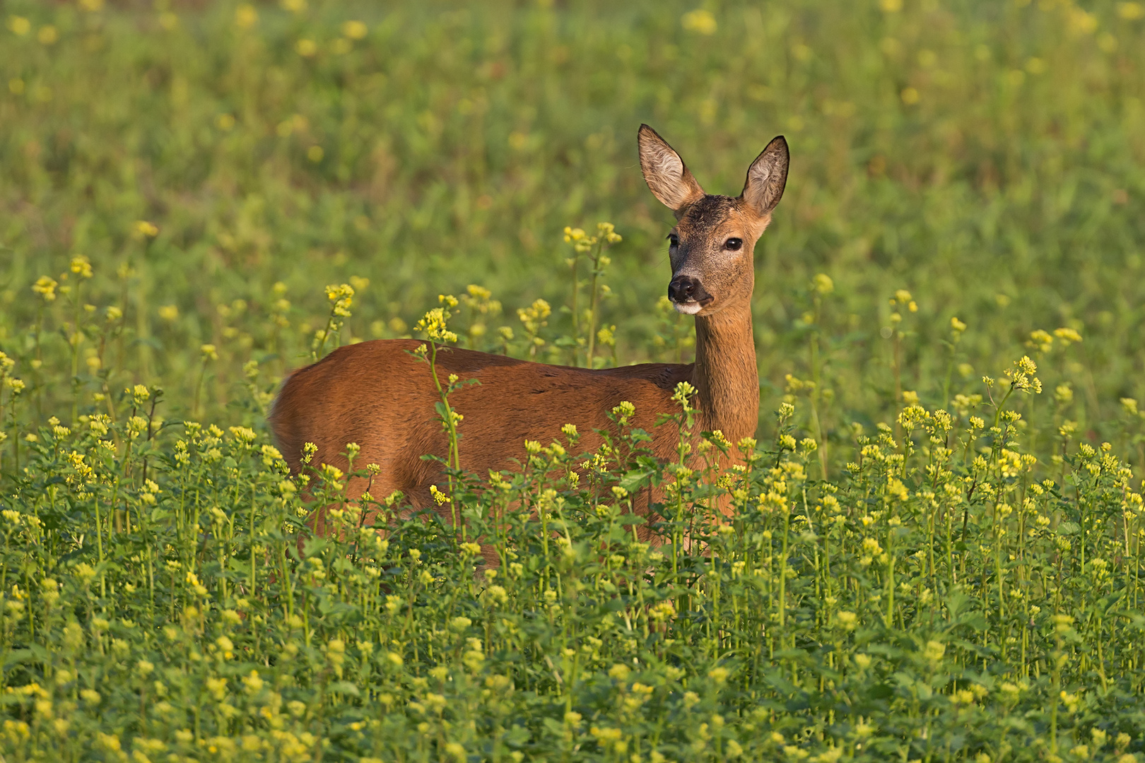 Ricke im Rapsfeld Foto & Bild | tiere, wildlife, säugetiere Bilder auf ...