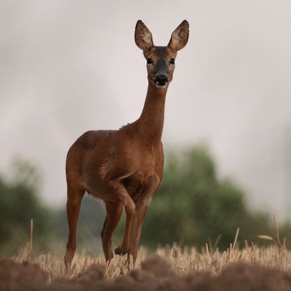 Ricke im Sommerkleid Foto & Bild | wald, feld, natur Bilder auf ...