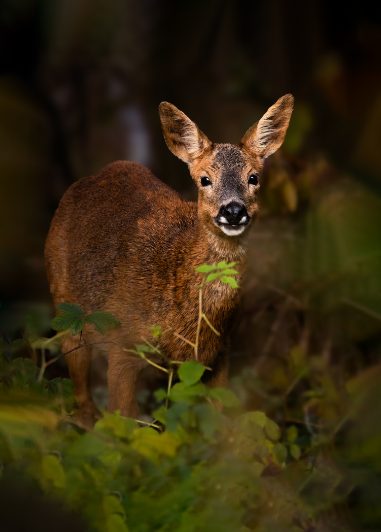Ricke im Wald Foto & Bild | tiere, wildlife, säugetiere Bilder auf ...