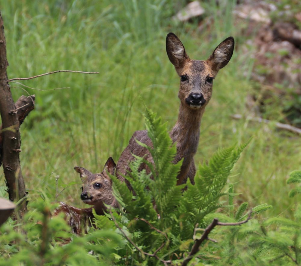 Ricke mit einem von zwei Kitzen Foto & Bild | tiere, wildlife ...