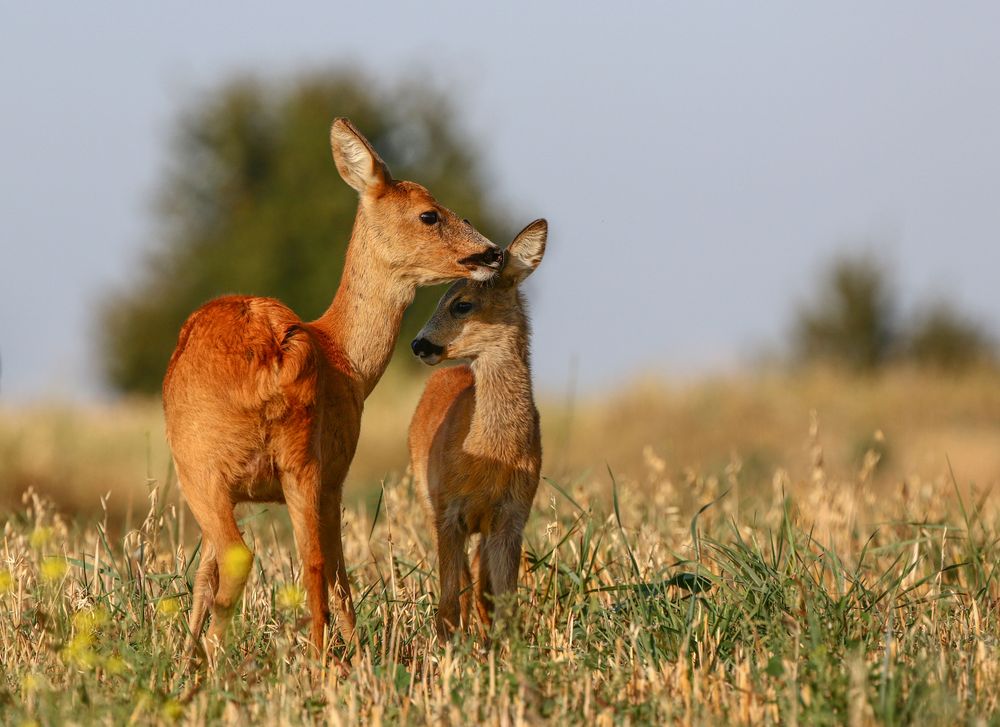 Ricke mit Jungtier Foto & Bild | tiere, wildlife, säugetiere Bilder auf ...