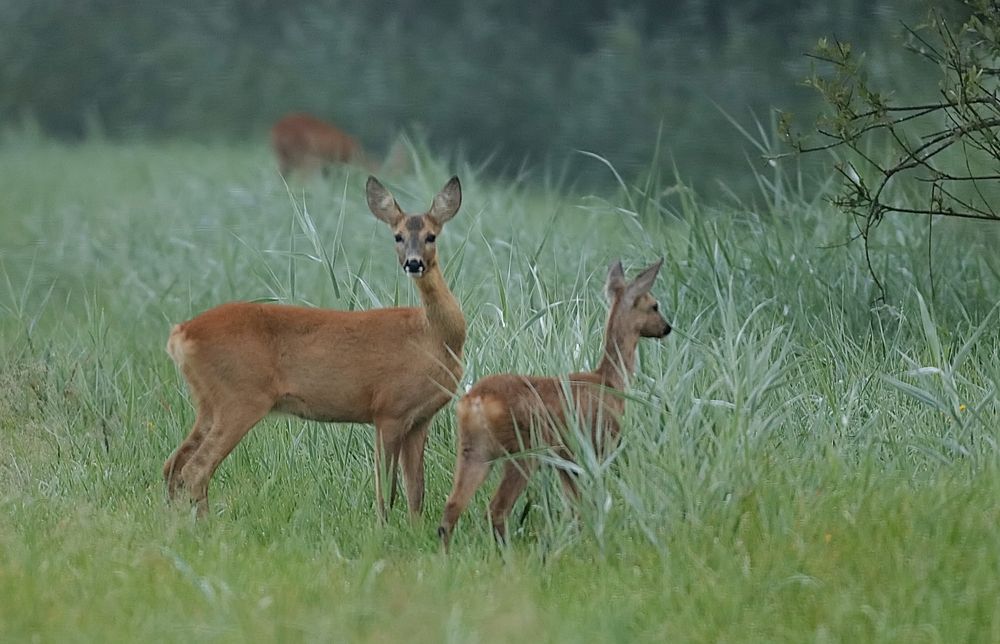 Ricke mit Kitz 1 Foto & Bild | tiere, wildlife, säugetiere Bilder auf ...