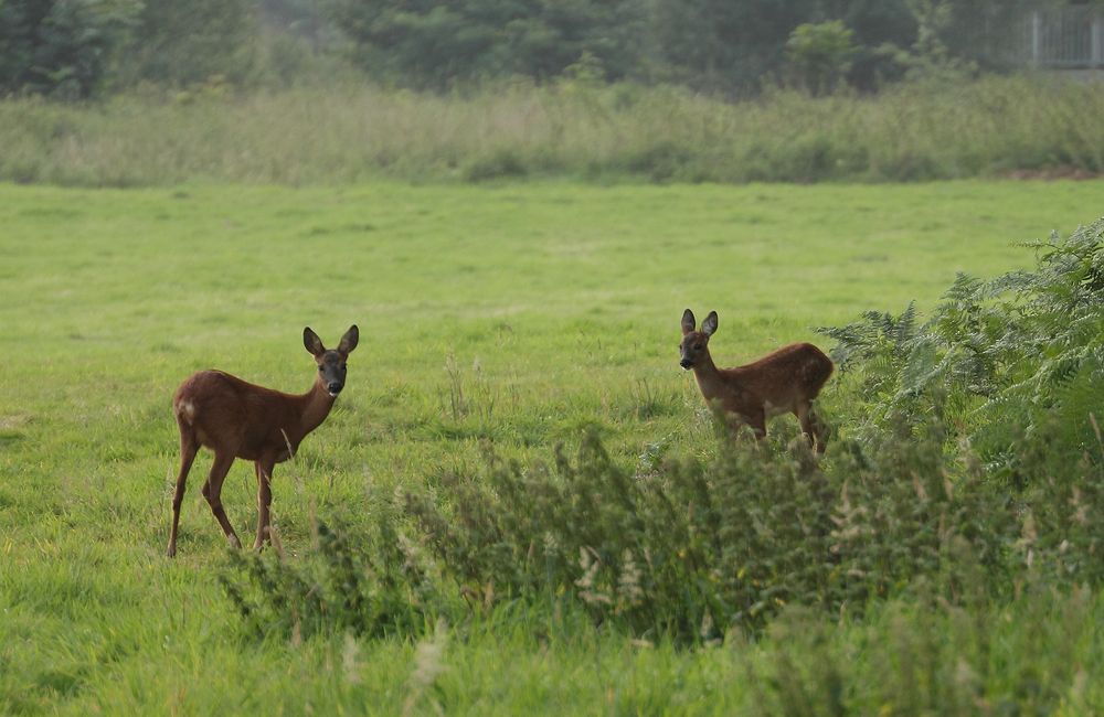 Ricke mit Kitz Foto & Bild | tiere, wildlife, säugetiere Bilder auf ...