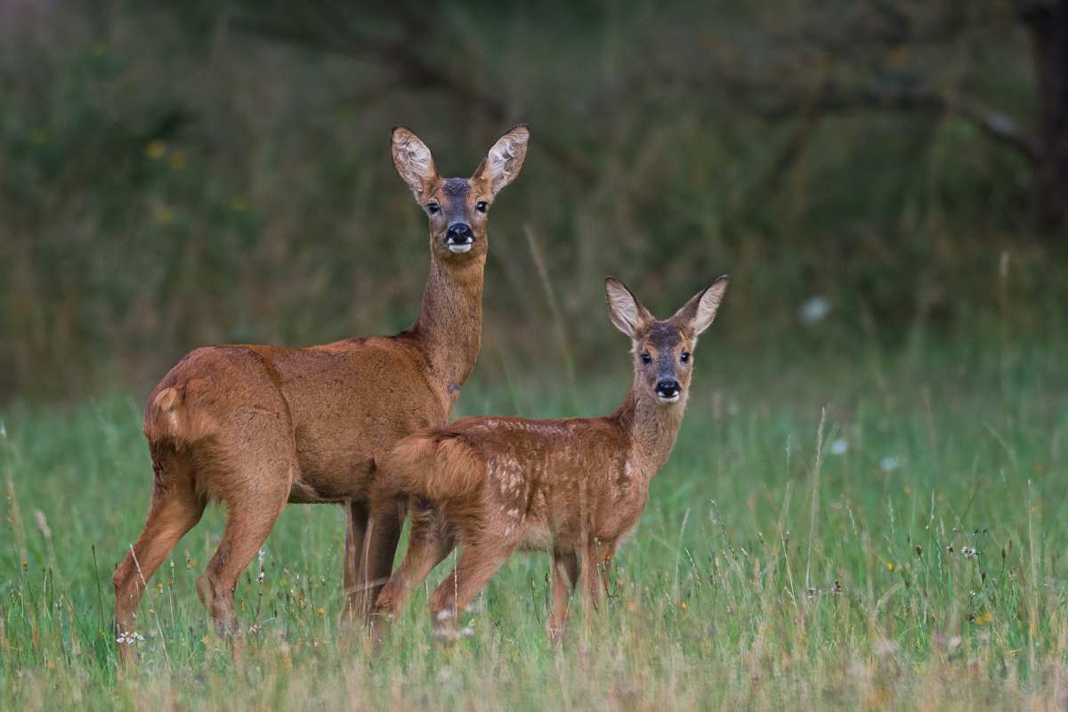 Ricke mit Kitz Foto & Bild | tiere, wildlife, säugetiere Bilder auf ...