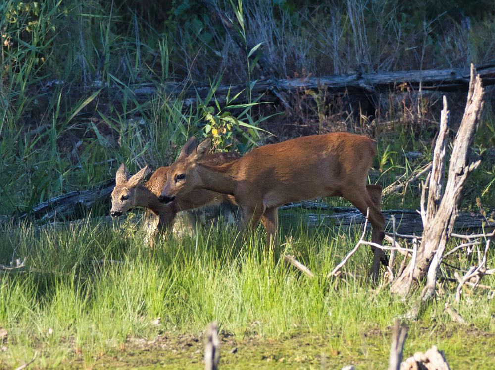 Ricke mit Kitz Foto & Bild | tiere, wildlife, säugetiere Bilder auf ...