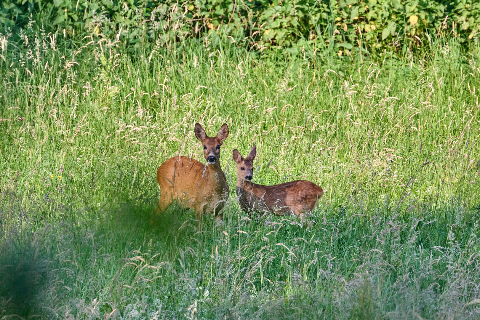Ricke mit Kitz auf der Lichtung Foto & Bild | tiere, wildlife ...