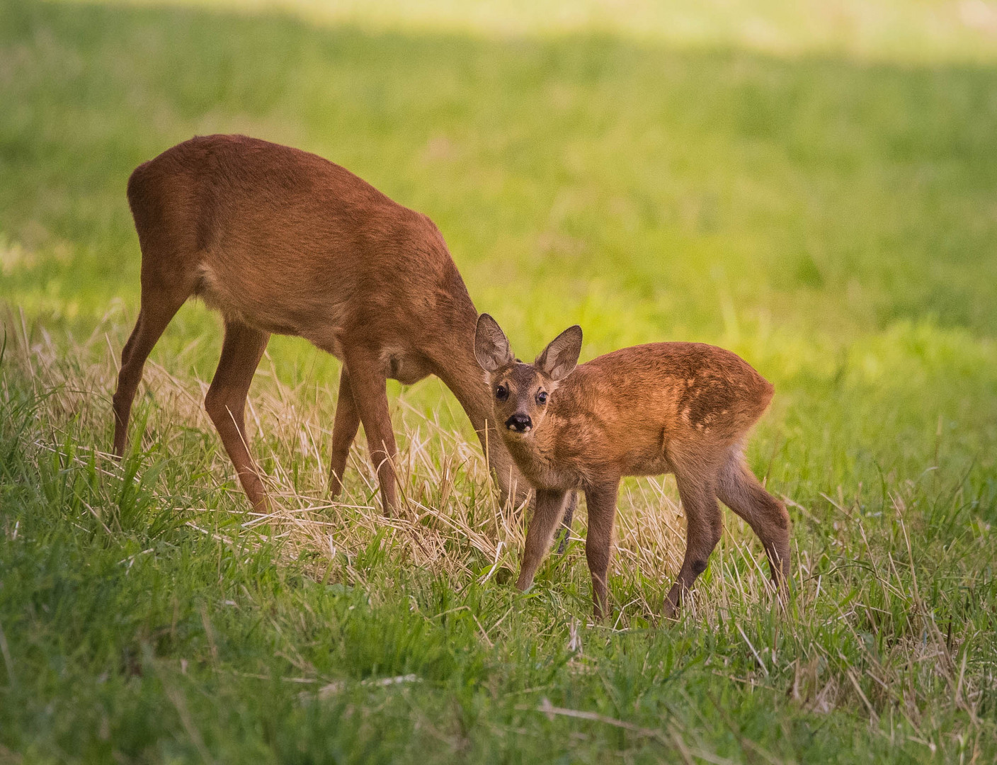 Ricke mit Kitz Foto & Bild | natur, tiere, wildlife Bilder auf ...