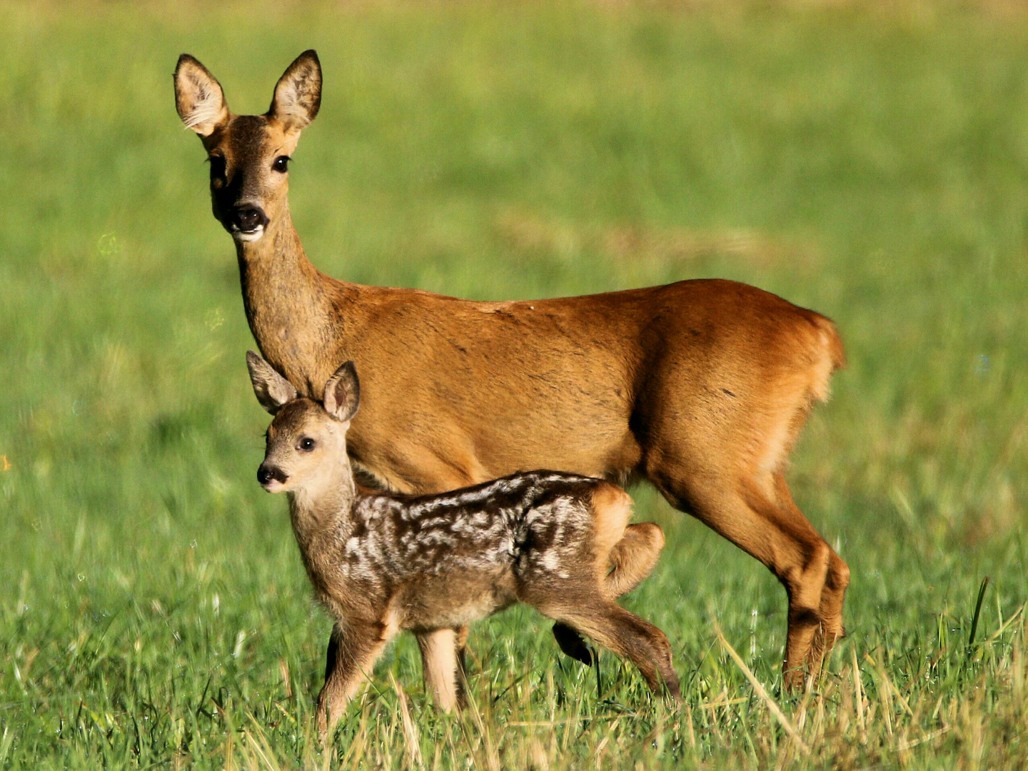 Ricke mit Kitz, jpg Foto & Bild | natur, tiere, wildlife Bilder auf ...