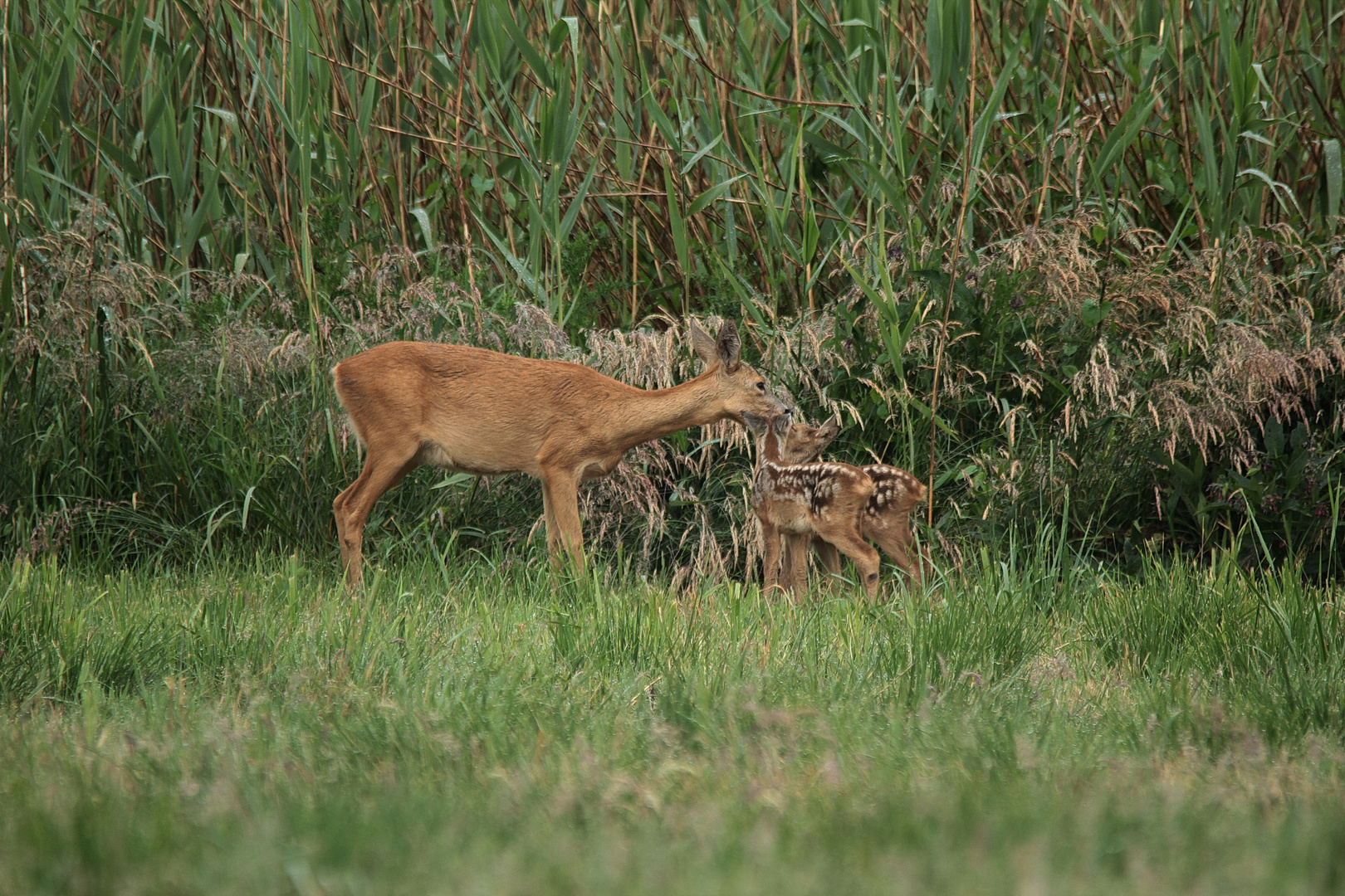 Ricke mit Kitzen 1 Foto & Bild | tiere, wildlife, säugetiere Bilder auf ...