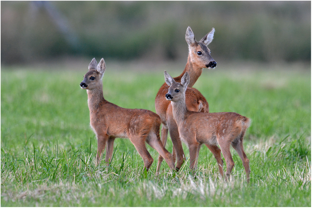 Ricke mit Kitzen . . . Foto & Bild | tiere, wildlife, säugetiere Bilder ...