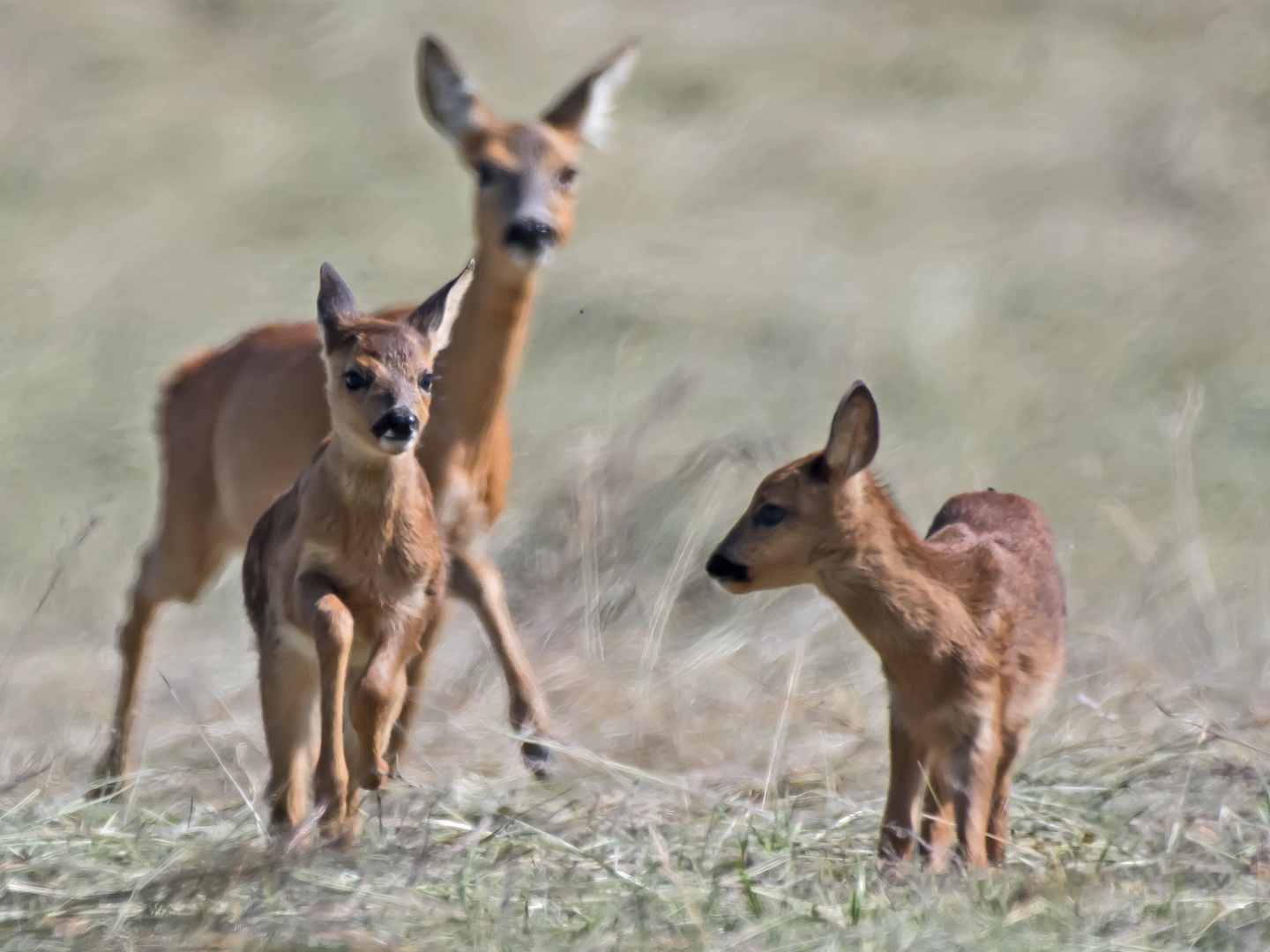 Ricke mit Nachwuchs Foto & Bild | natur, tiere, wildlife Bilder auf ...