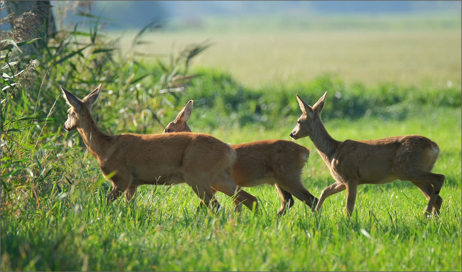 Ricke mit Nachwuchs Foto & Bild | natur, tiere, wildlife Bilder auf ...