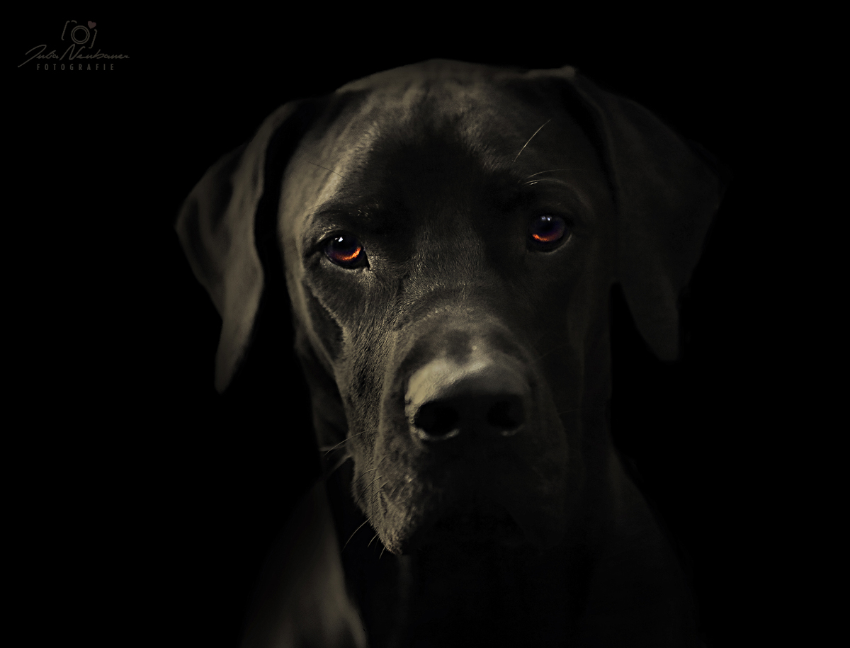 Ridgeback-Dogge-Mix Foto & Bild | tiere, haustiere, hunde Bilder auf ...