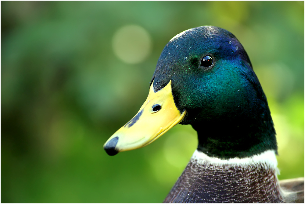 "Riendo Pato :-)" Foto & Bild | animales, aves, galerievorschläge ...