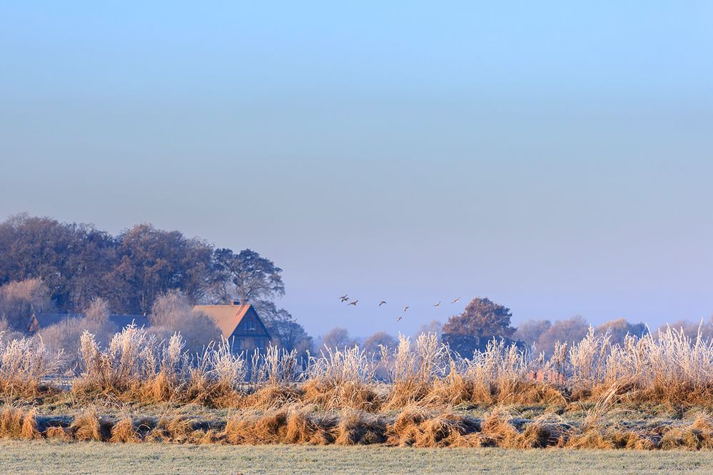 Rieselfelder -2- Foto & Bild | rieselfelder, bäume, winter Bilder auf ...