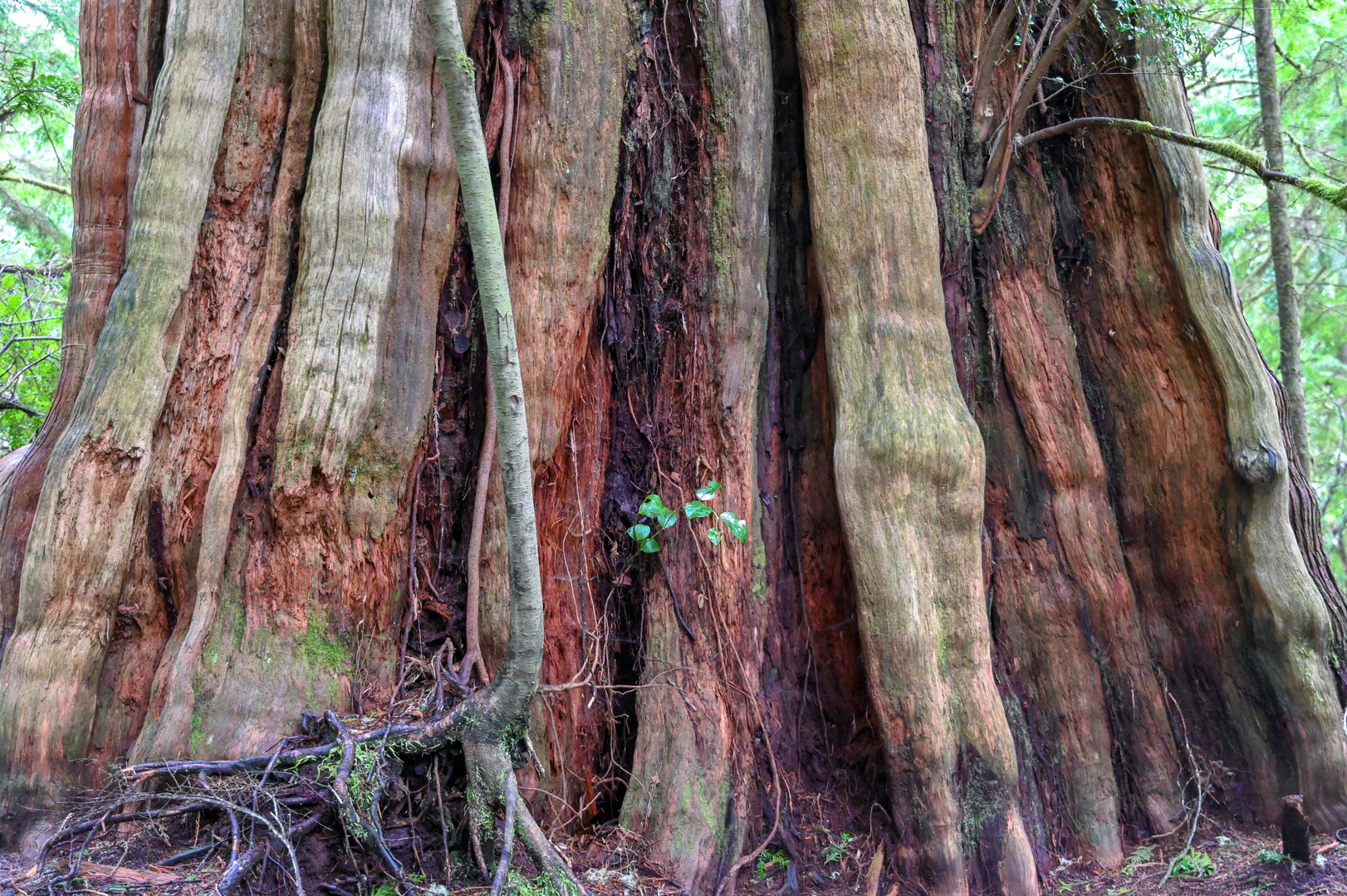 Riesen-Lebensbaum Foto & Bild | landschaft, wald, canada Bilder auf ...