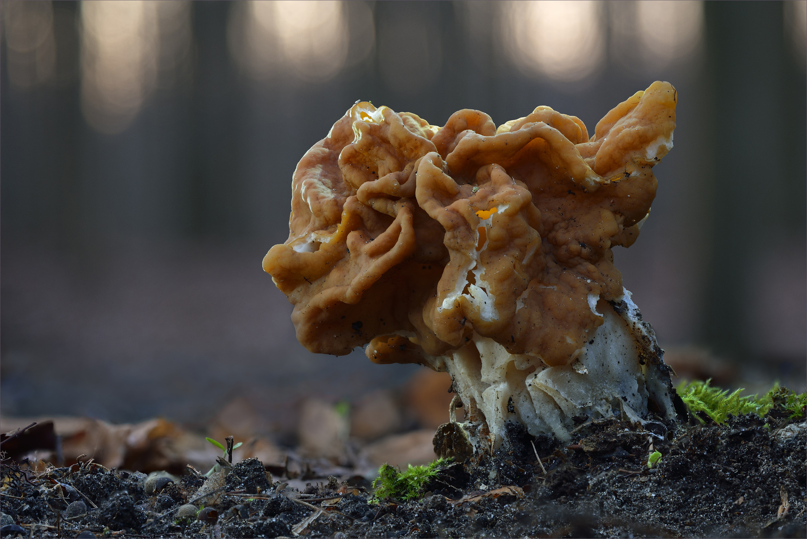 Riesen-Lorchel Foto & Bild | pilze, natur, pflanzen Bilder auf ...