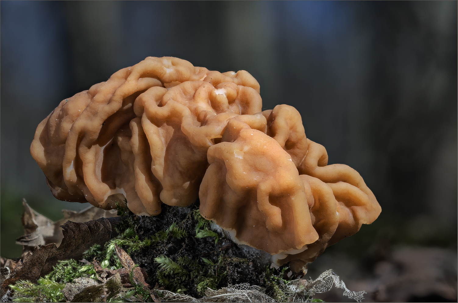 Riesen-Lorchel ... Foto & Bild | pflanzen, pilze & flechten, pilze ...